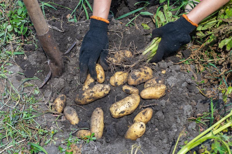 Harvesting Potatoes. Fresh Potatoes Dig from Ground with Spade Stock ...