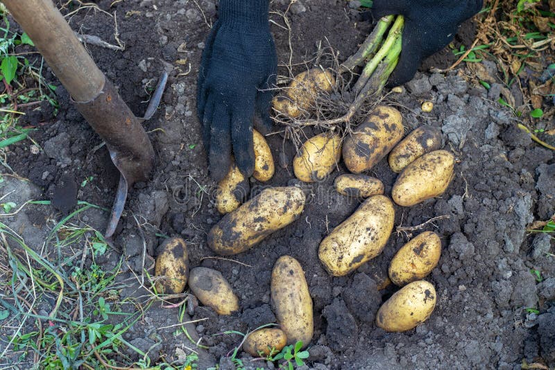 Harvesting Potatoes. Fresh Potatoes Dig from Ground with Spade. Fresh ...