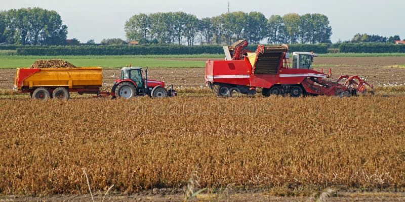 Harvesting Potatoes with Machines on the Field Stock Photo - Image of ...