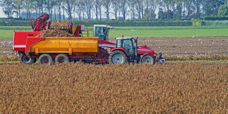 Harvesting Potatoes with Machines on the Field Stock Image - Image of ...