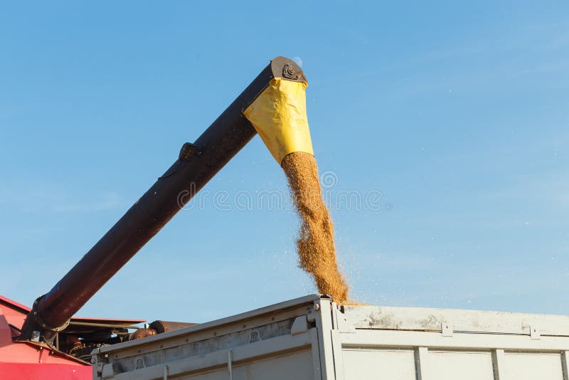 Harvesting is the process stock image. Image of farming - 97724849