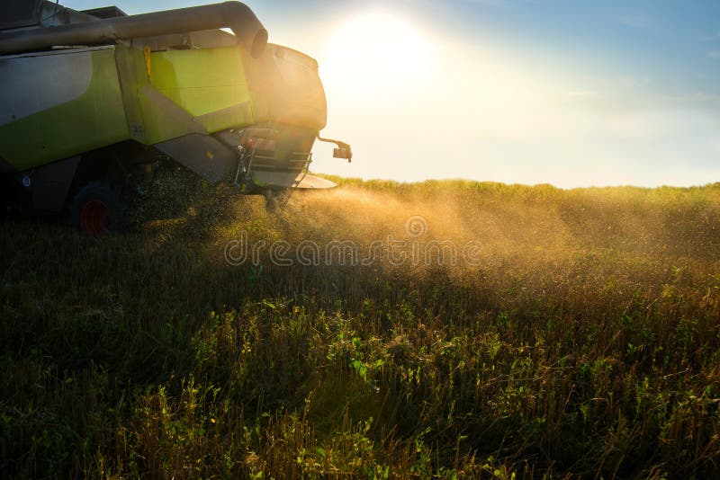 Harvesting Process by Harvesters, Patterns of Traces on the Stubble in ...
