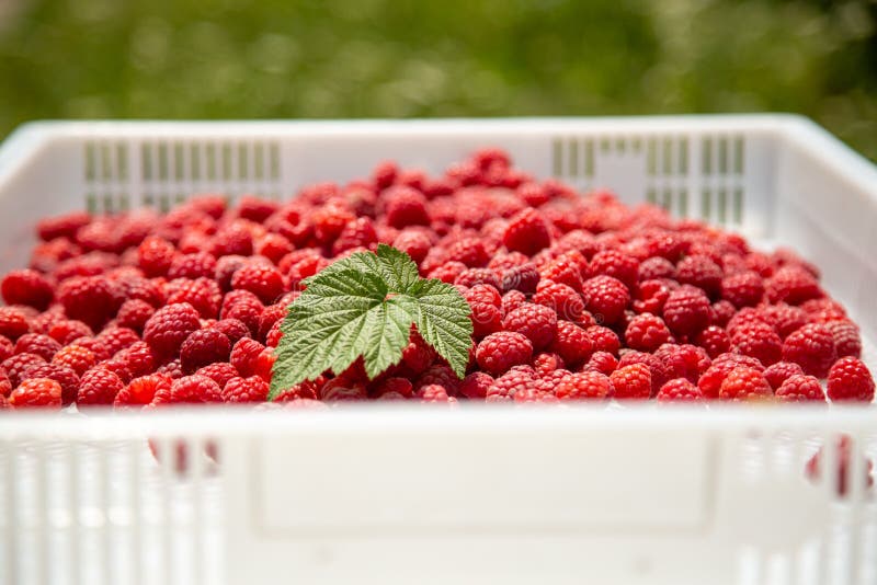 Harvesting Raspberries. White Plastic Crates Filled with Ripe ...