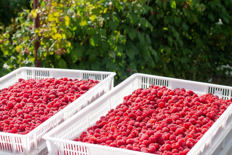 Harvesting Raspberries. White Plastic Crates Filled with Ripe ...