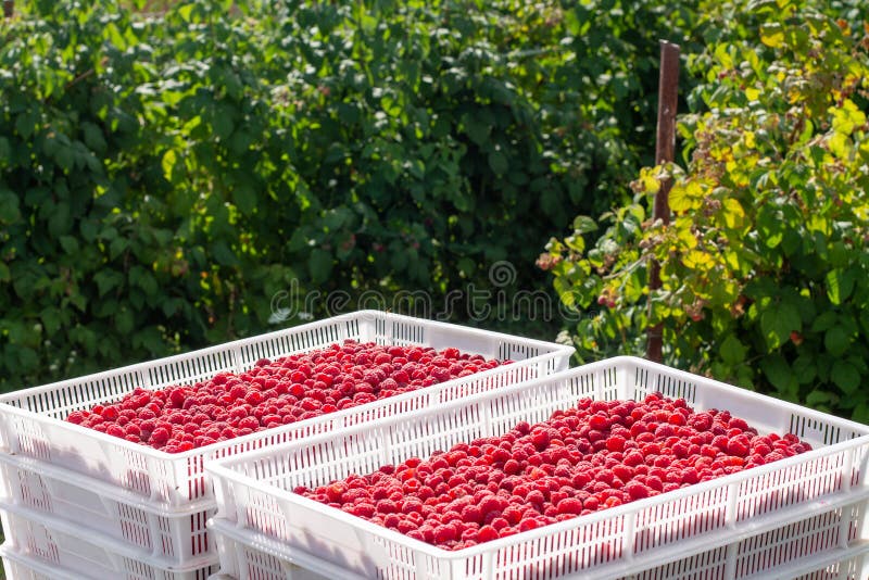 Harvesting Raspberries. White Plastic Crates Filled with Ripe ...