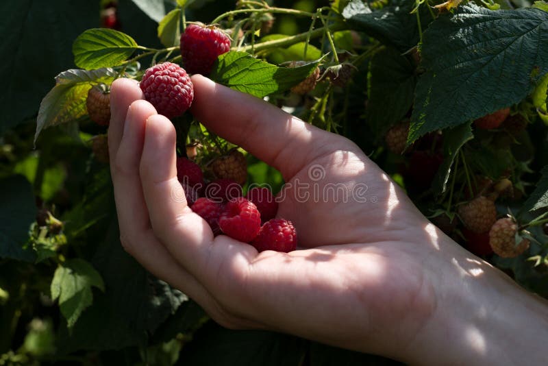 Harvesting Raspberry in the Garden Stock Photo - Image of handful ...