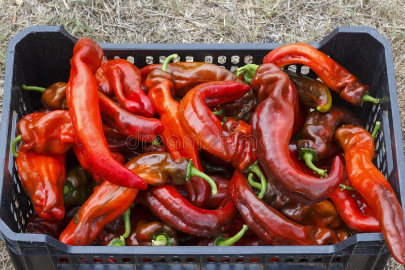 Harvesting Red Peppers in a Box Stock Image - Image of italian, food ...