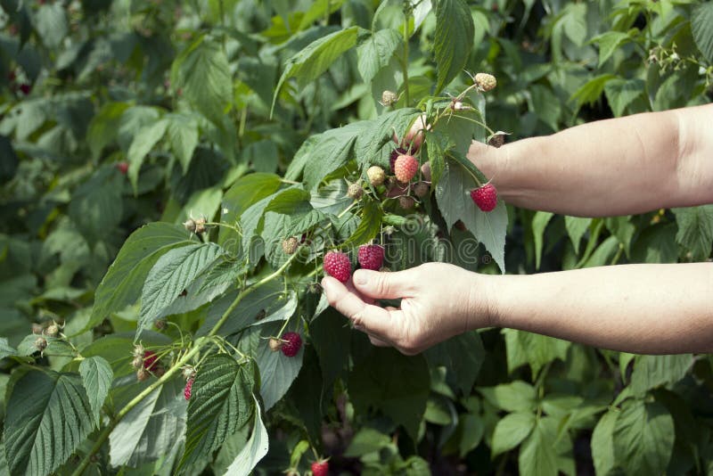 Harvesting of Red Raspberry Stock Image - Image of work, greens: 33410269