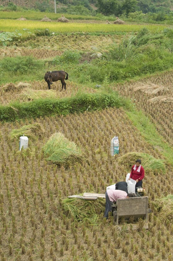 Harvesting rice editorial photography. Image of stubble - 17221492