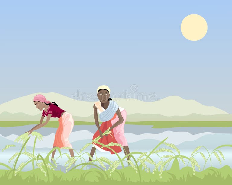 Two Women Harvesting Rice Asia Stock Illustrations – 3 Two Women ...