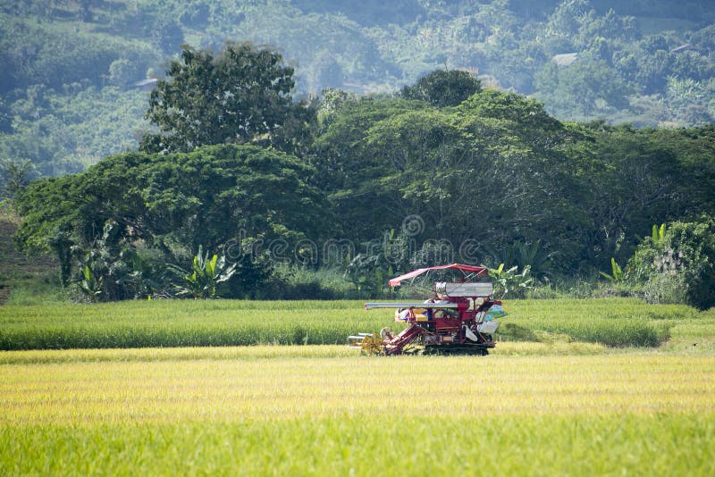 Combine Harvester on Field Harvesting Rice Editorial Image - Image of ...