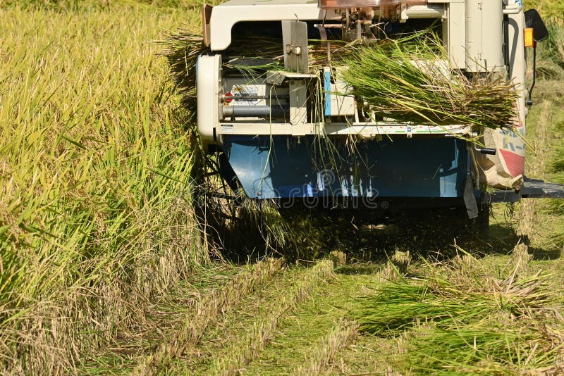 Harvesting Rice with a Combine. Stock Image - Image of cultivation ...