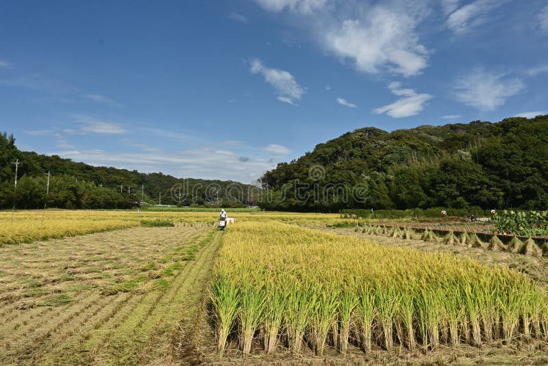 Harvesting Rice with a Combine. Stock Image - Image of harvest, autumn ...
