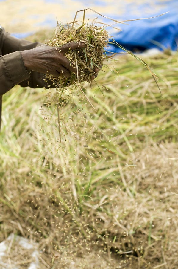 Harvesting Rice Crop stock image. Image of bali, eating - 6743179