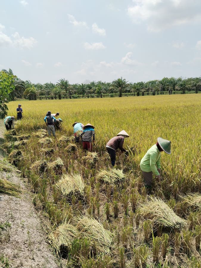 Harvesting Rice in Rice Farm Somewhere in Indonesia Editorial ...
