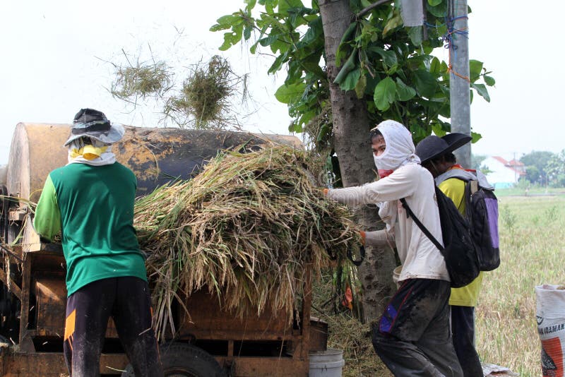 Harvesting rice editorial stock image. Image of central - 68766624