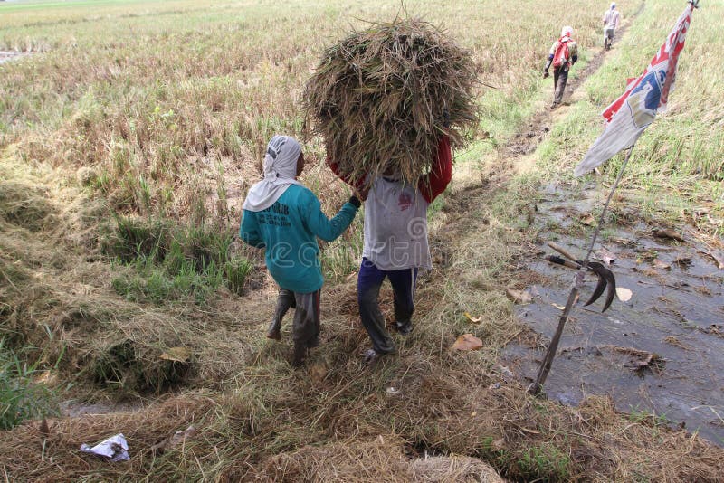 Harvesting Rice - Kathmandu Valley - Nepal Editorial Stock Photo ...