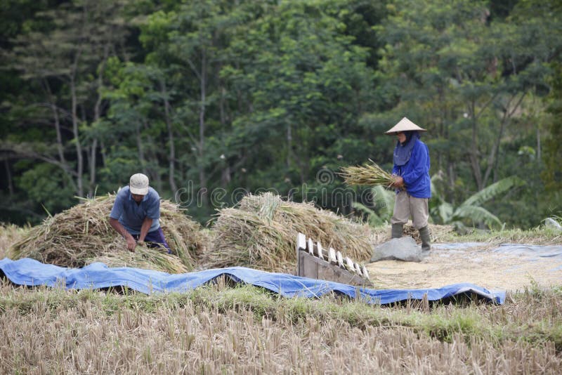 Harvesting rice editorial stock photo. Image of paddy - 63152728
