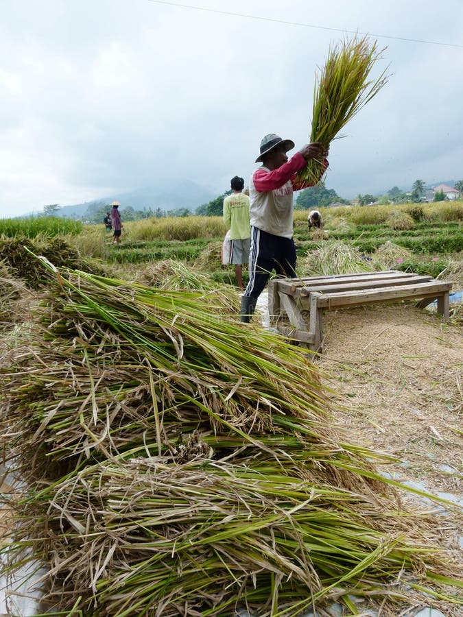 Harvesting rice editorial photo. Image of paddy, shrubland - 70934421