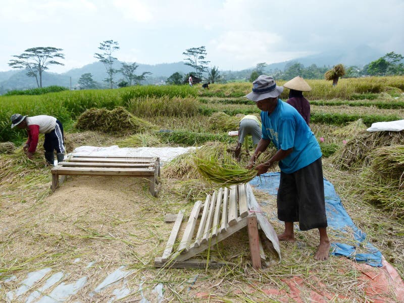 Harvesting rice editorial photo. Image of rice, paddy - 70934471