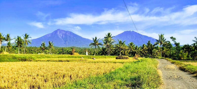 Harvesting Rice Field Near Mountain Editorial Stock Image - Image of ...