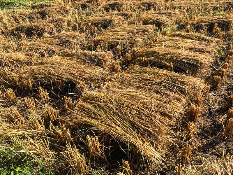 Harvesting Rice in Rice Field Stock Image - Image of food, grain: 178322933