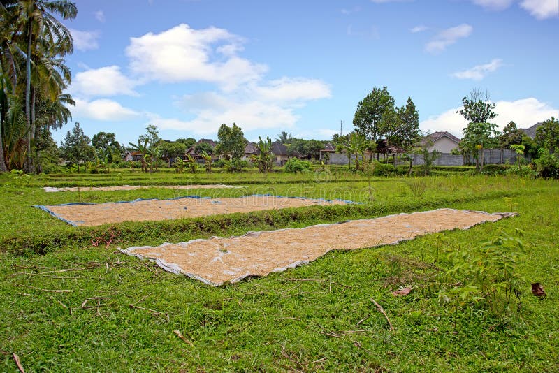 Harvesting Rice in the Rice Fields on Java Indonesia Stock Photo ...