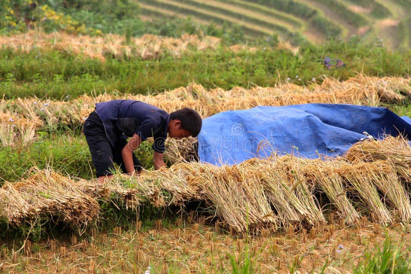 Harvesting the Rice while Kids Play Editorial Stock Photo - Image of ...