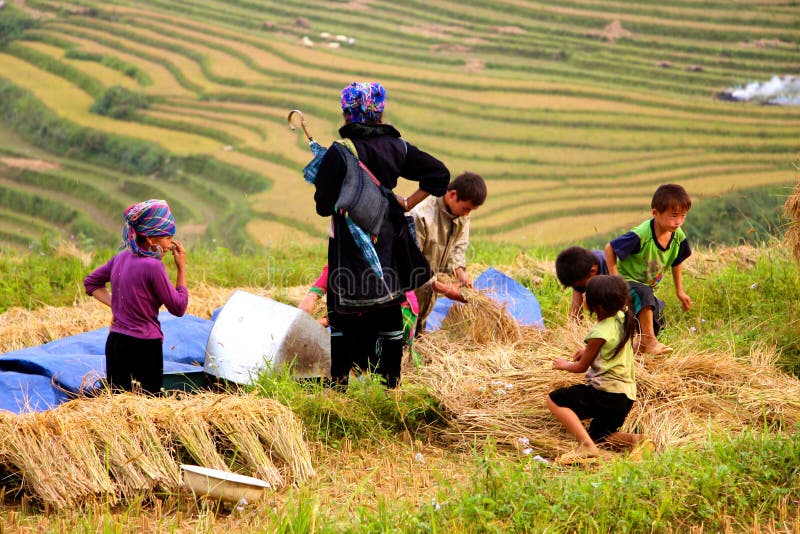 Harvesting the Rice while Kids Play Editorial Stock Photo - Image of ...