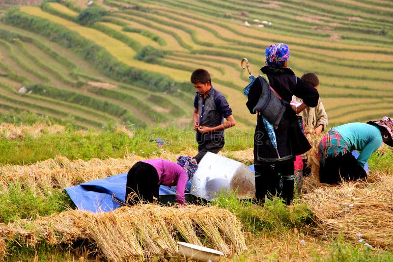 Harvesting the Rice while Kids Play Editorial Stock Photo - Image of ...