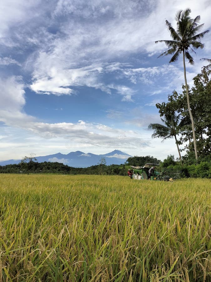 Harvesting Rice on the Slopes of Mount Rinjani Stock Image - Image of ...