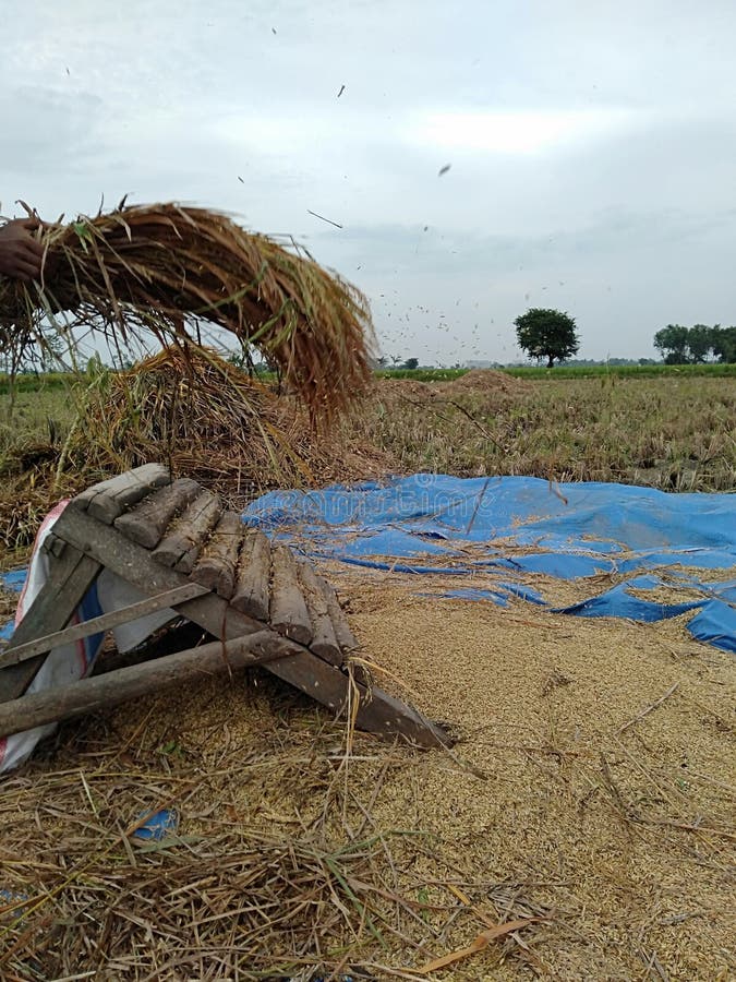 Harvesting Rice in the Vast Rice Fields is Fun Stock Image - Image of ...