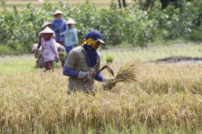 Harvesting rice editorial image. Image of field, farmer - 35782195