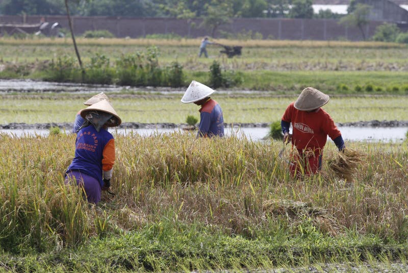 Harvesting rice editorial photography. Image of grass - 35782327