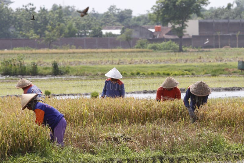 Harvesting rice editorial photo. Image of farm, agriculture - 35782346