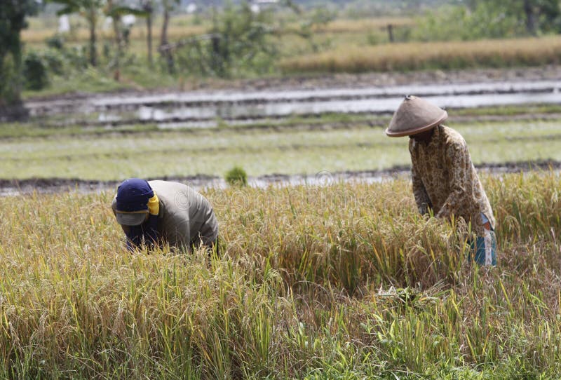 Harvesting rice editorial photo. Image of harvest, java - 35782366