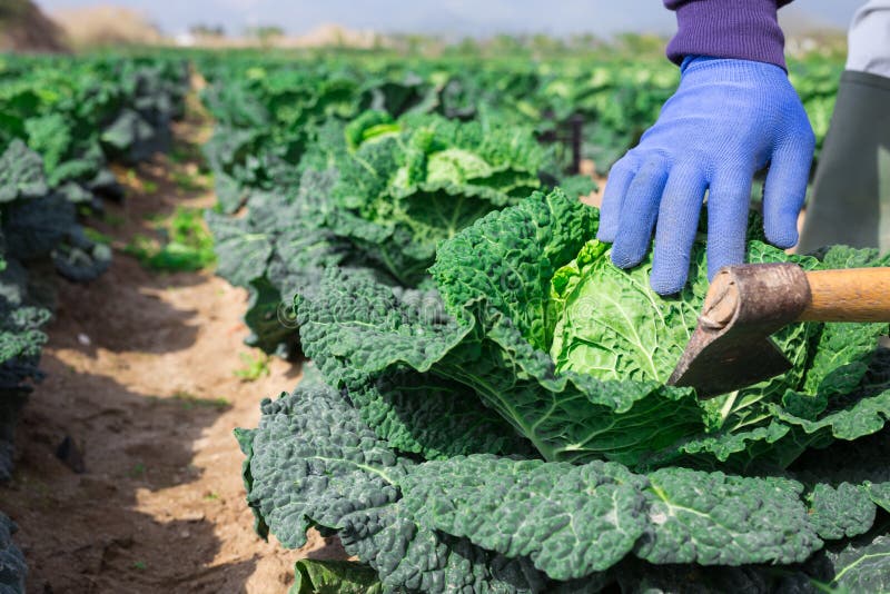 Harvesting Ripe Cabbage in Farm Field Stock Image - Image of ripe ...