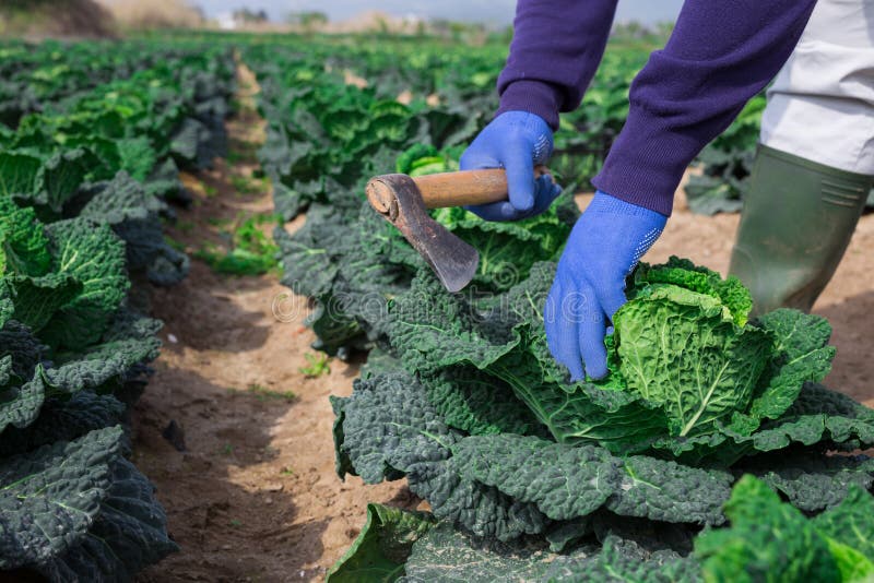 Harvesting Ripe Cabbage in Farm Field Stock Photo - Image of culture ...