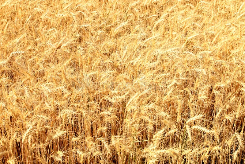 Ripe Red Wheat in a Farm Field Stock Image - Image of idaho, crop ...