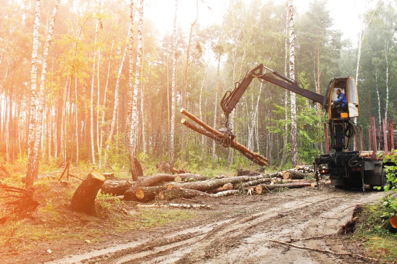 Harvesting Ripe Wood with a Tractor. Equipment for Working in Difficult ...