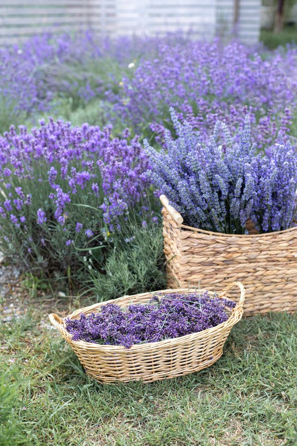 Harvesting Season. Lavender Bouquets and Basket. Stock Photo - Image of ...