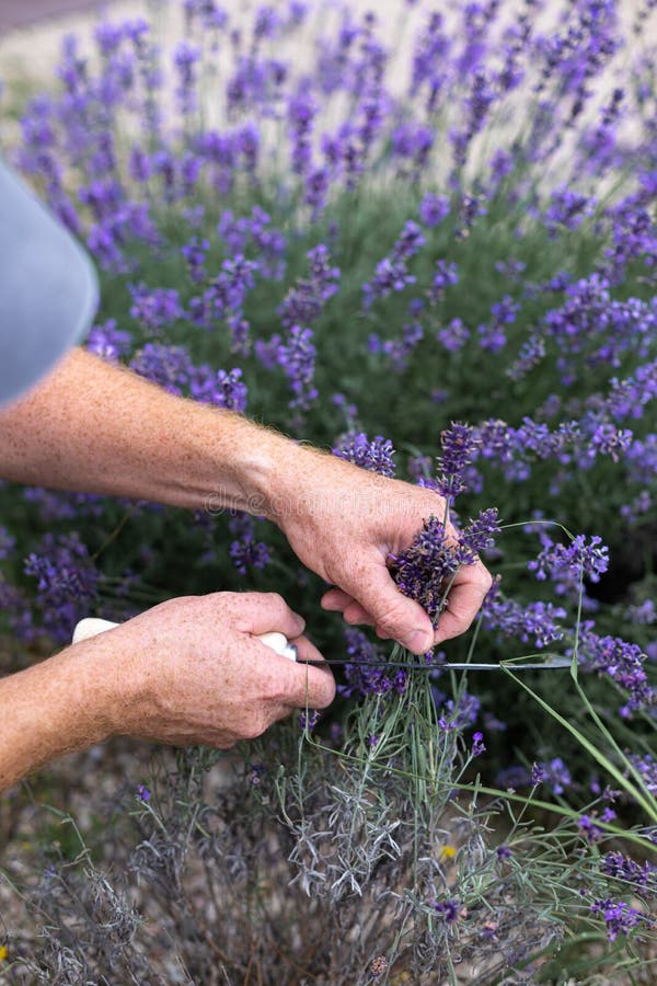 Harvesting Season. Lavender Bouquets and Basket. Stock Image - Image of ...