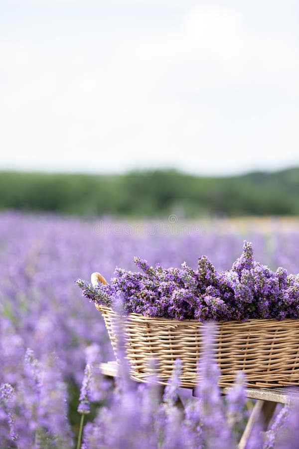 Harvesting Season. Lavender Bouquets and Basket. Stock Image - Image of ...