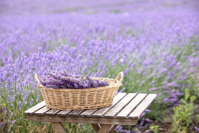 Harvesting Season. Lavender Bouquets and Basket. Stock Photo - Image of ...