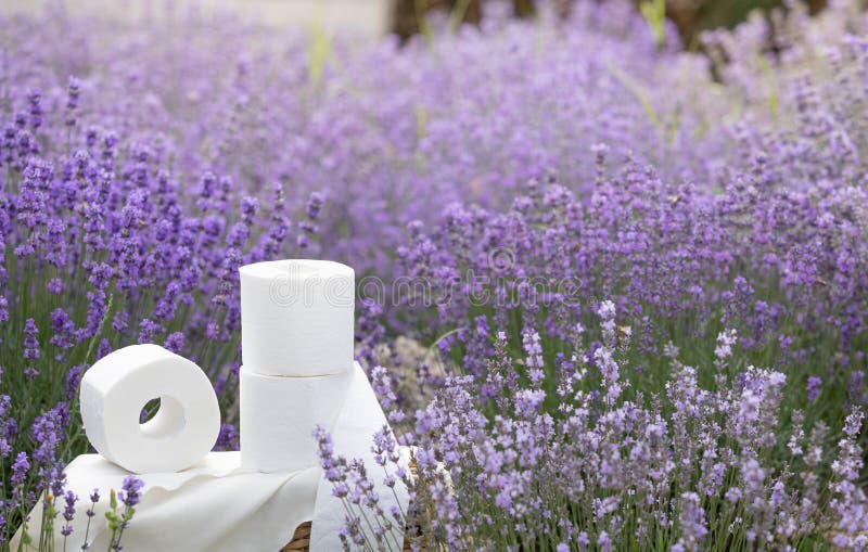 Harvesting Season. Lavender Bouquets and Basket. Stock Image - Image of ...