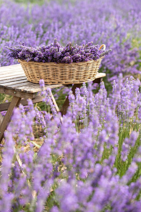 Harvesting Season. Lavender Bouquets and Basket. Stock Photo - Image of ...