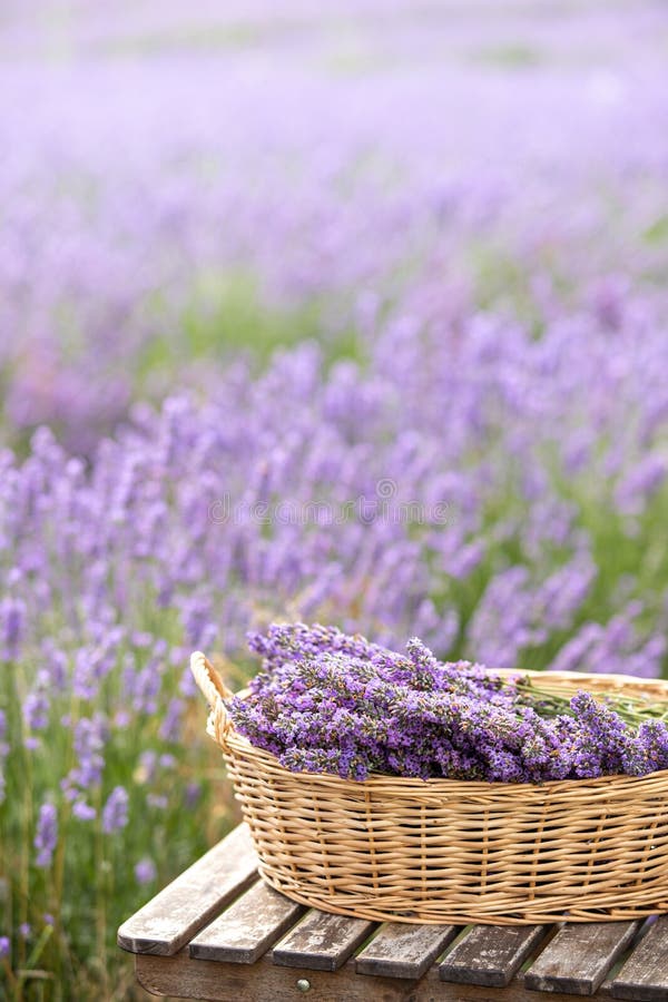 Harvesting Season. Lavender Bouquets and Basket. Stock Photo - Image of ...