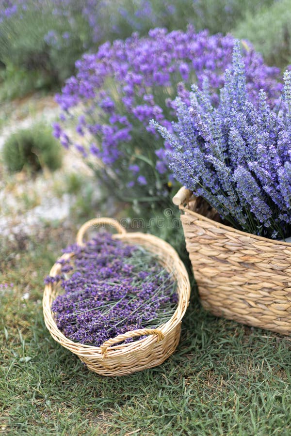 Harvesting Season. Lavender Bouquets and Basket. Stock Photo - Image of ...