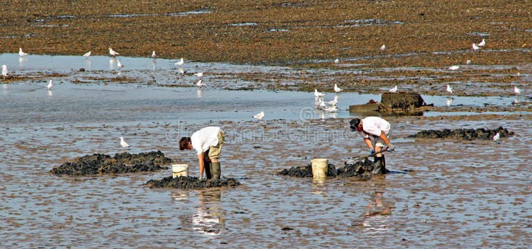 Harvesting shellfish editorial image. Image of industry - 26189775