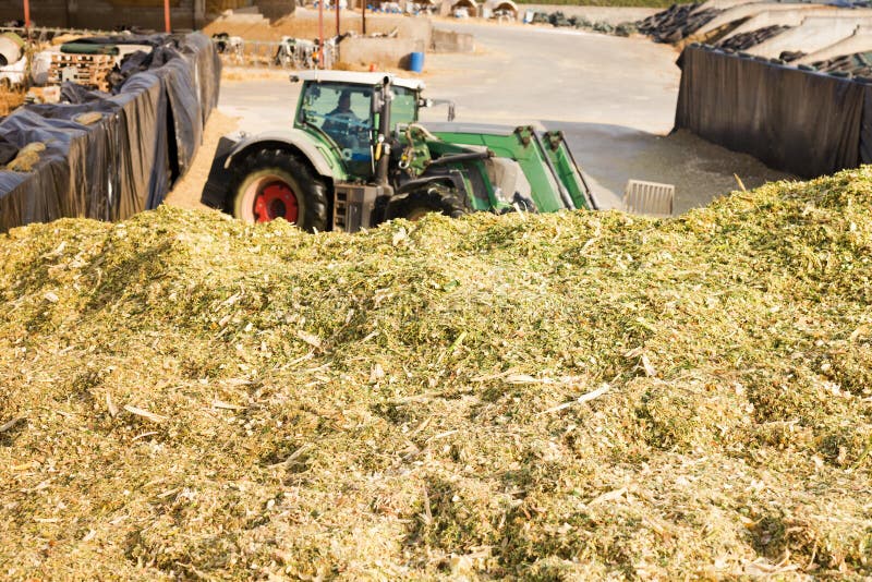 Harvesting of silage stock image. Image of dairy, livestock - 253687211